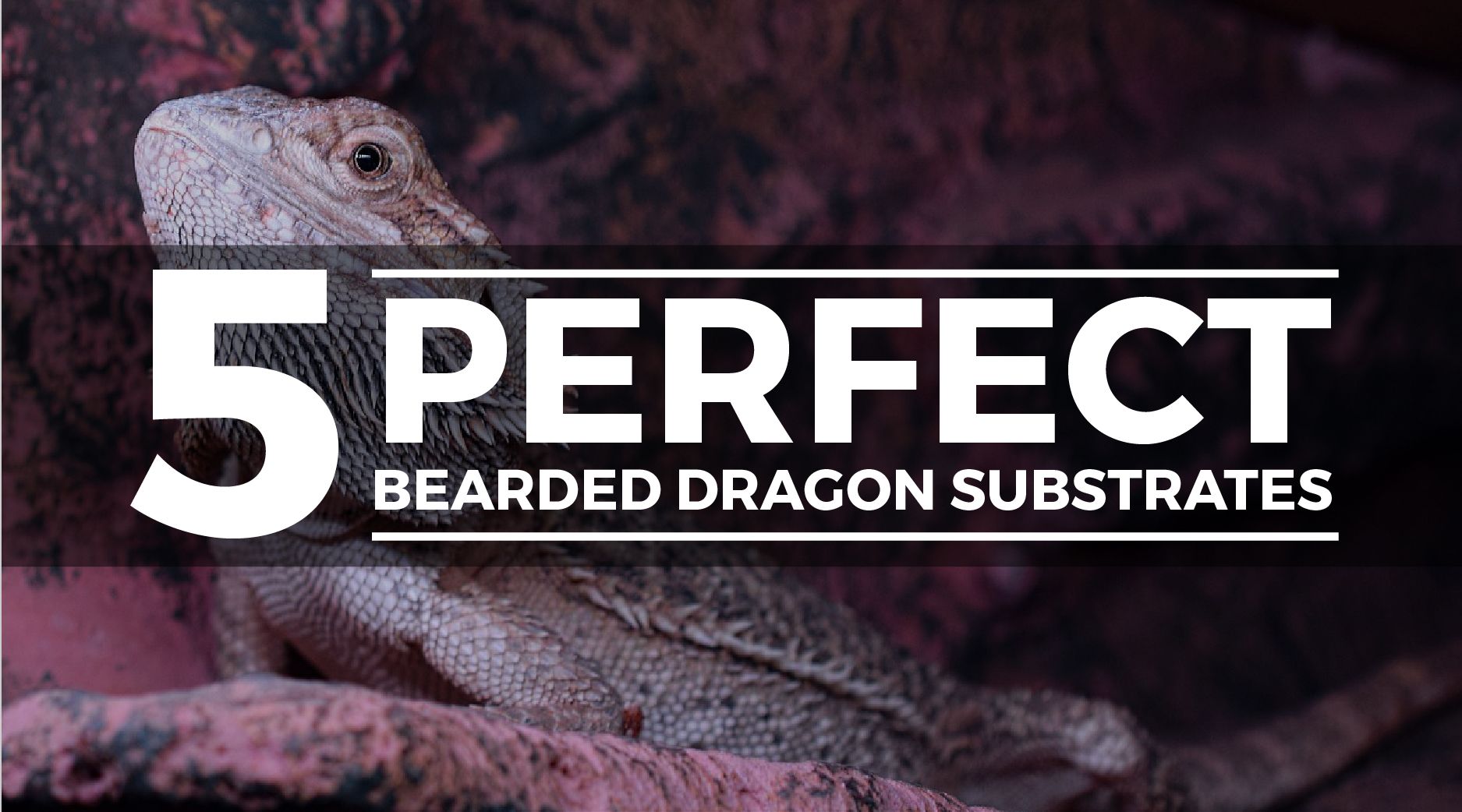 Bearded Dragon Substrates - What to Use and What to Avoid (GUIDE)