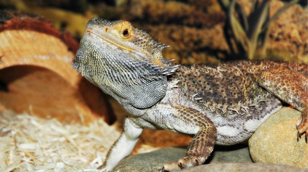 14 Bearded Dragon Accessories & Decorations that your Beardie Will Love