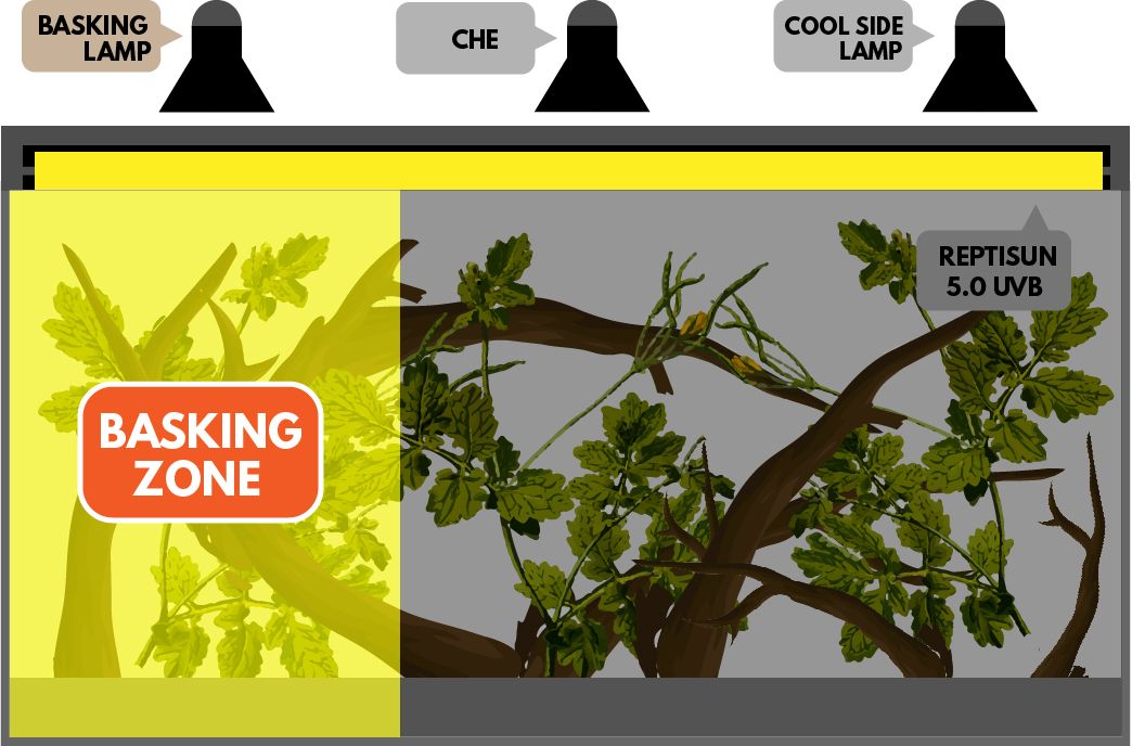 Chameleon Lighting: Complete How-To Guide - Reptile Advisor