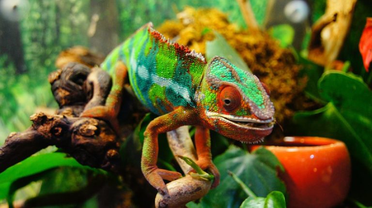 Chameleon Lighting: Complete How-To Guide - Reptile Advisor
