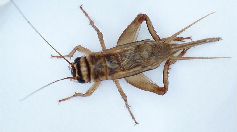 Red Eyed Tree Frog Care (Complete Habitat, Diet, & Care Guide)