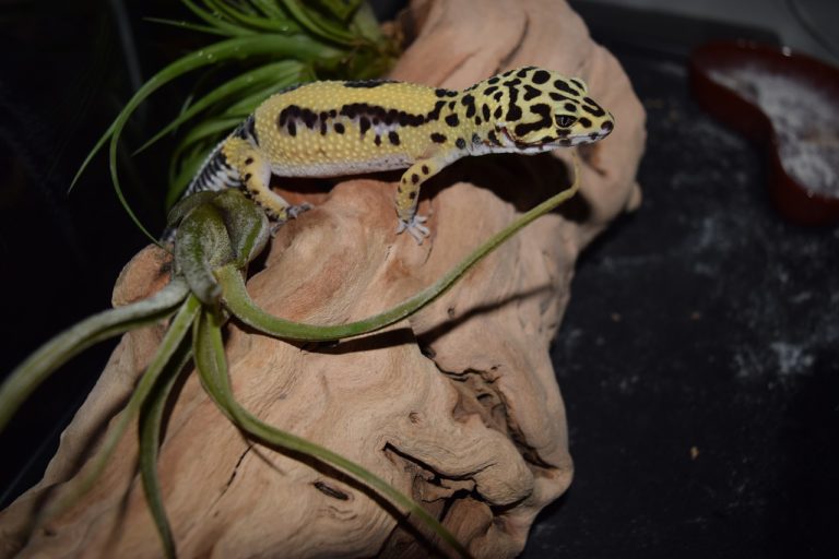 Leopard Gecko Substrate: How to Choose the Perfect Substrate (GUIDE)