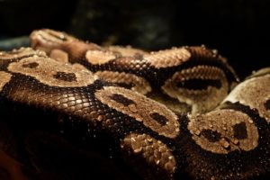 Ball Python Care Sheet: The Complete Instructional Guide