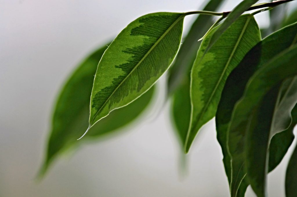 11 Awesome Plants for Chameleon Habitats - Reptile Advisor