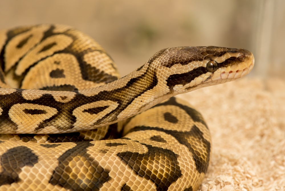 Feeding Your Ball Python (Complete Ball Python Diet Guide) Feeding Your Ball Python (Complete Ball Python Diet Guide)