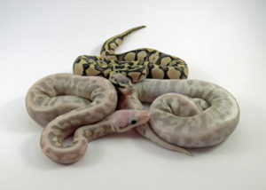 How to Breed Ball Pythons: Step-by-Step Guide - Reptile Advisor