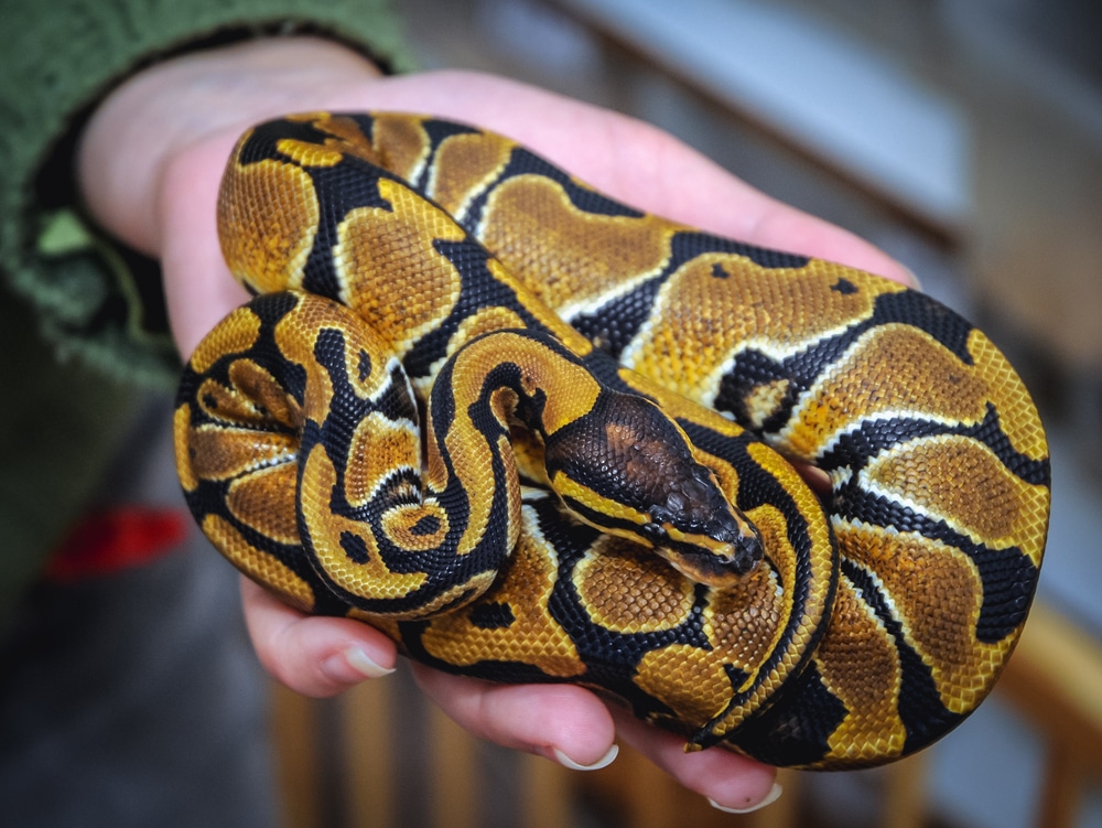 How To Breed Ball Pythons Step by Step Guide Reptile Advisor