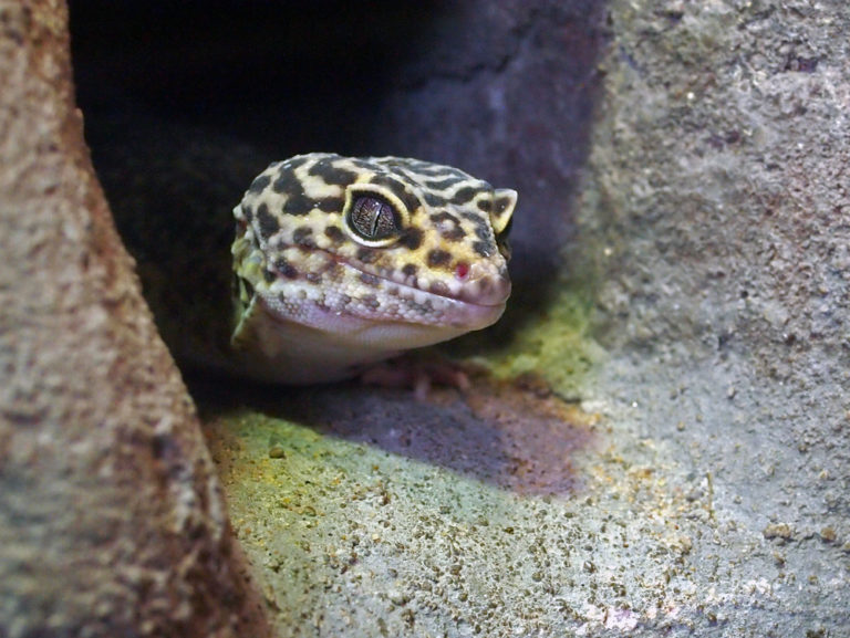 Leopard Gecko Brumation: Everything You Need to Know - Reptile Advisor