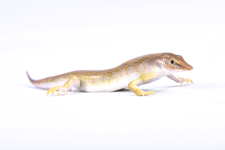 Sandfish Care: Everything You Need to Know - Reptile Advisor