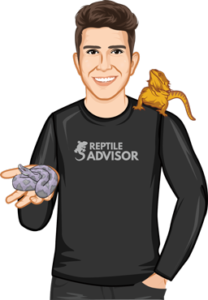 7 Awesome Ball Python Enrichment Ideas - Reptile Advisor