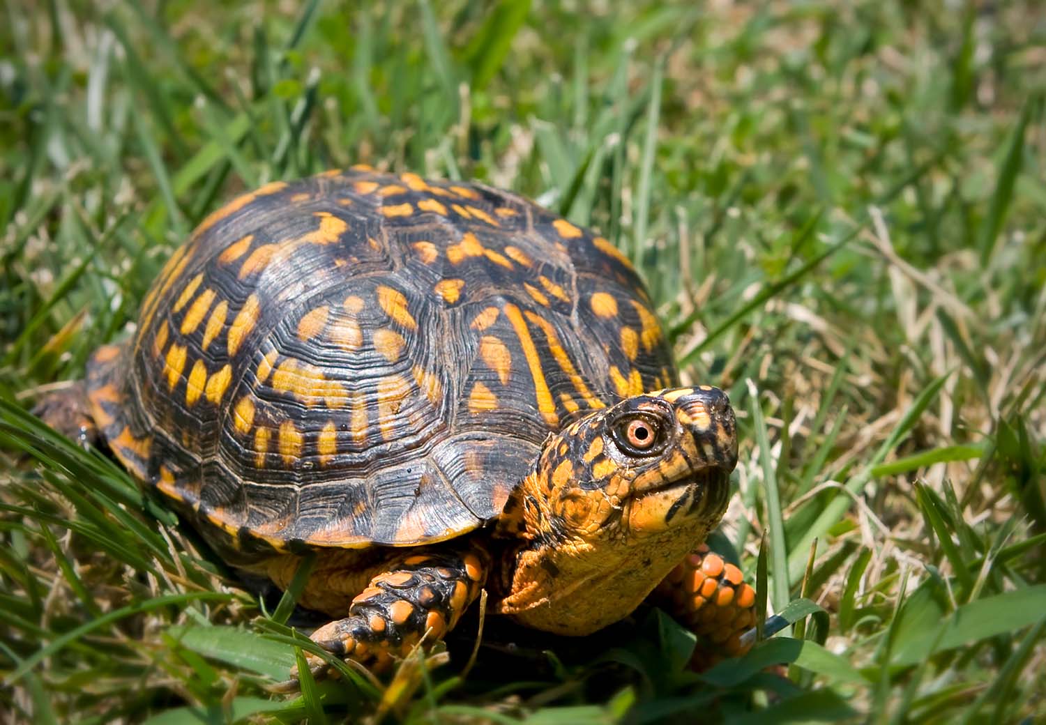 What Do Box Turtles Eat? (Pets vs Wild Box Turtles) - Reptile Advisor