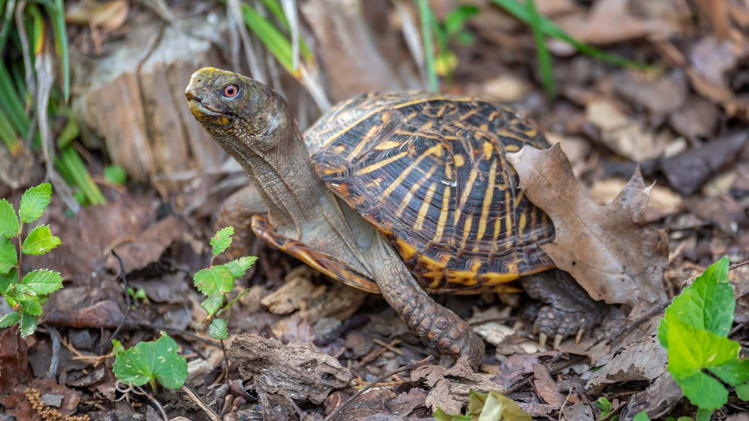 What Do Box Turtles Eat? (Pets vs Wild Box Turtles) - Reptile Advisor